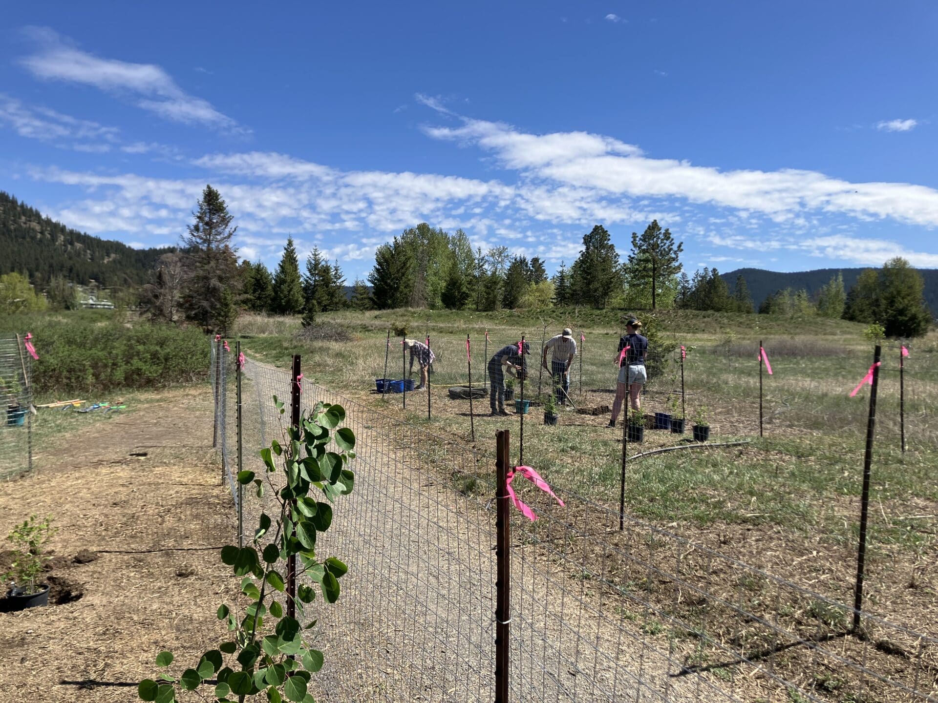 Invasive Species and the Huckleberry Harvest: Protecting this First ...