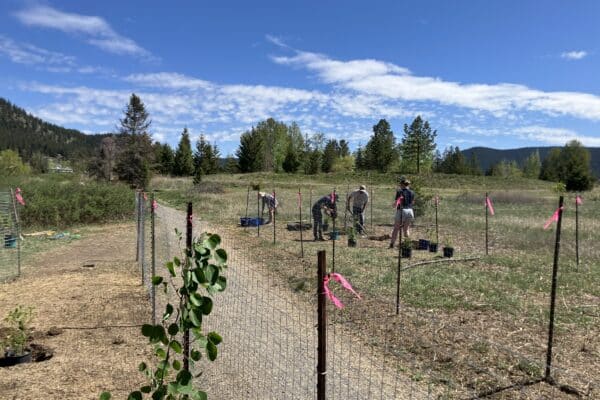 Invasive Species Council of British Columbia